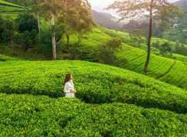 Pedro Tea Estate - Dipuravana